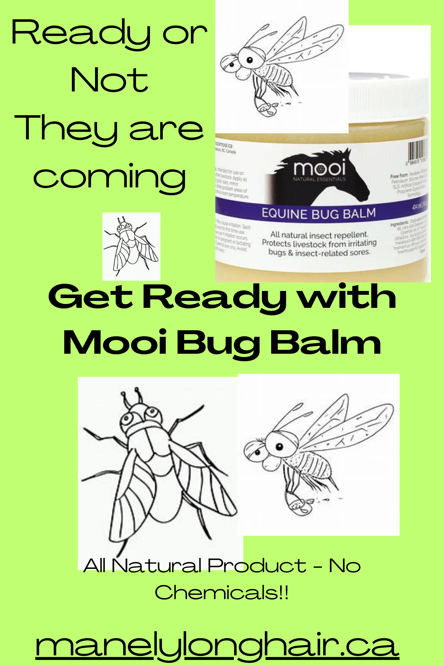 Bugs, Bugs and More Bugs!! – Willow Welsh Corgis and Gypsy Cobs