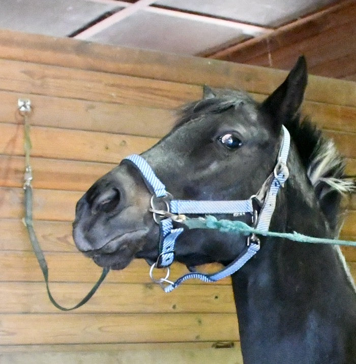 The Dreaded "SNAP".... A Horse's Horror Story – Willow Welsh Corgis and ...